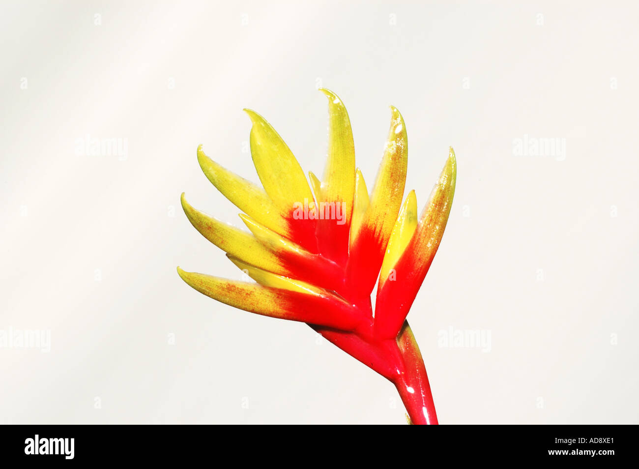 Heliconioides hi-res stock photography and images - Alamy