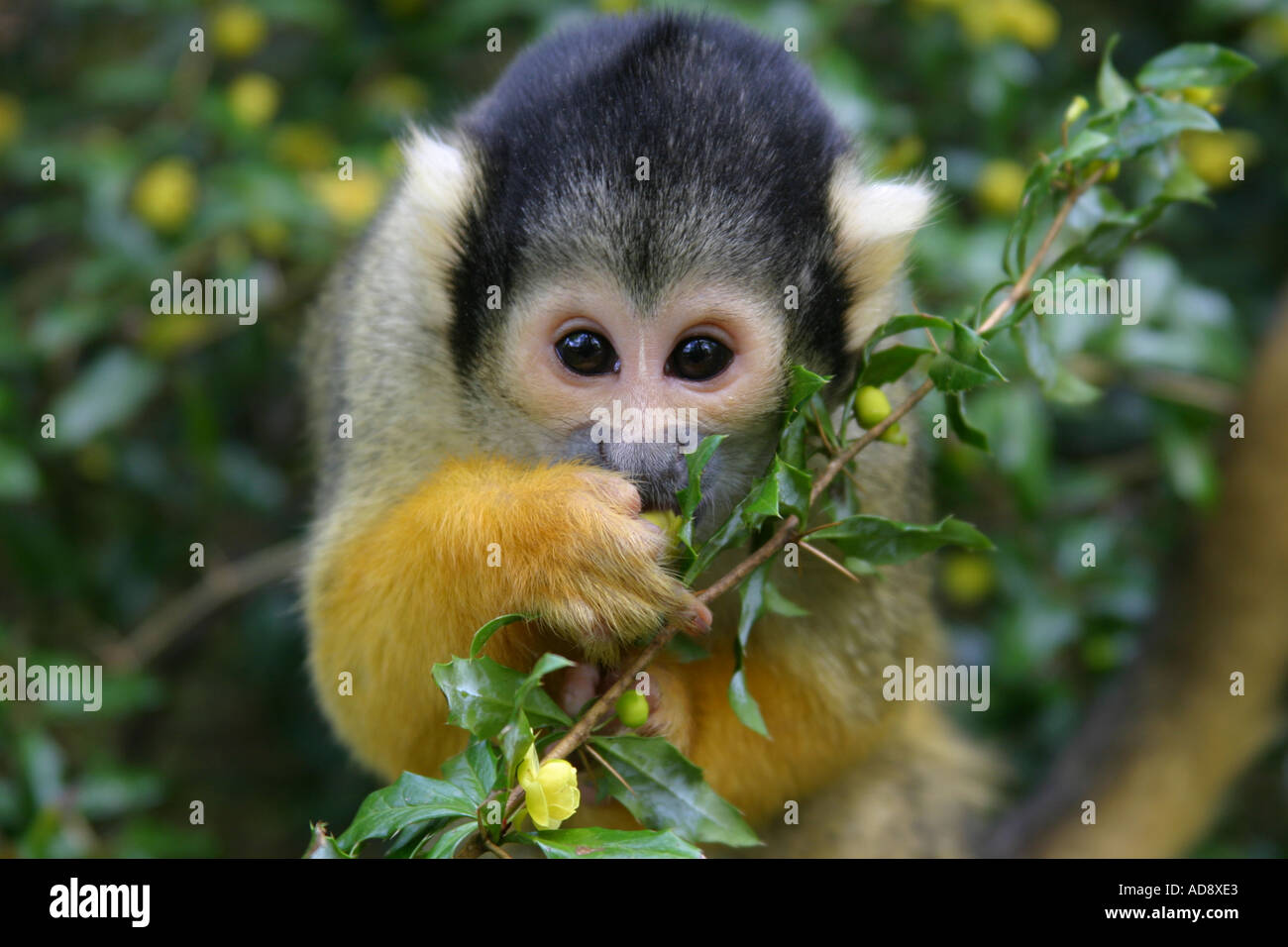 Squirrel monkey licking the nectar out of a flower Stock Photo - Alamy