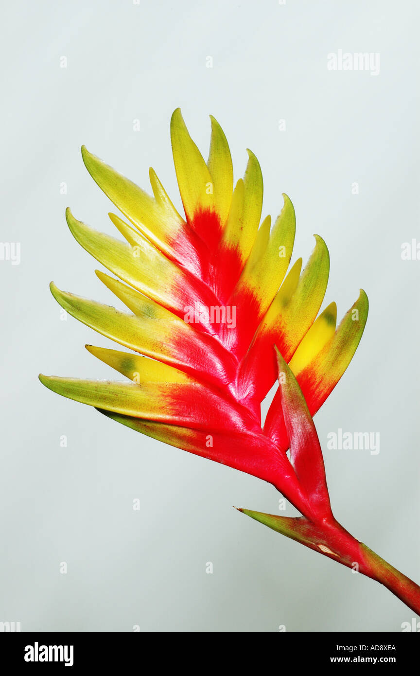 Heliconioides hi-res stock photography and images - Alamy