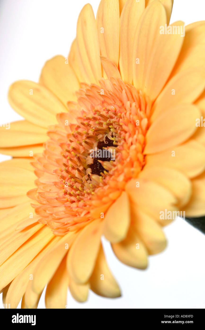 Yellow Gerbera on white background Stock Photo - Alamy