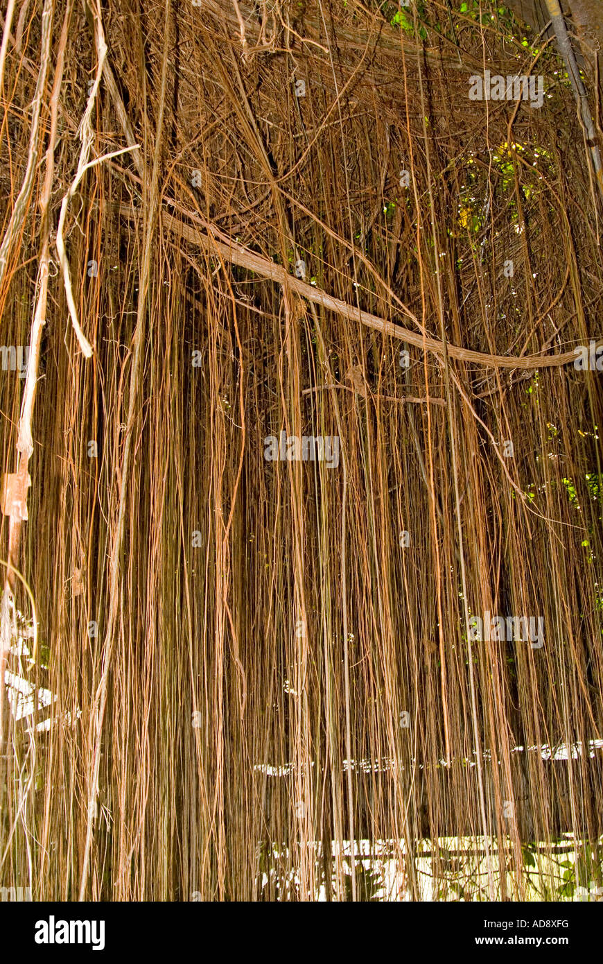 Vine like plants hi-res stock photography and images - Alamy