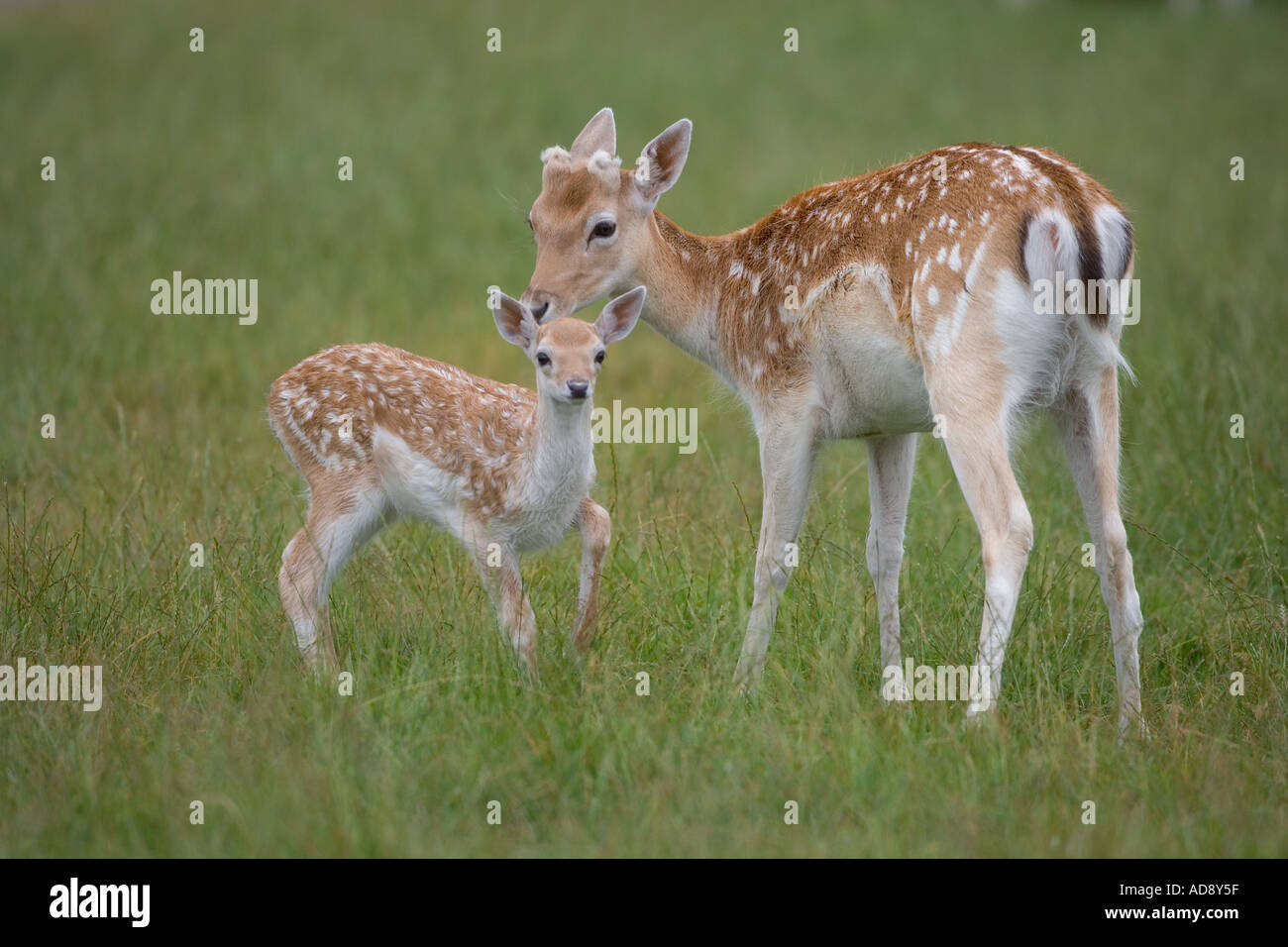 Fallow Deer Cervus dama Fawn and Young Buck Stock Photo - Alamy
