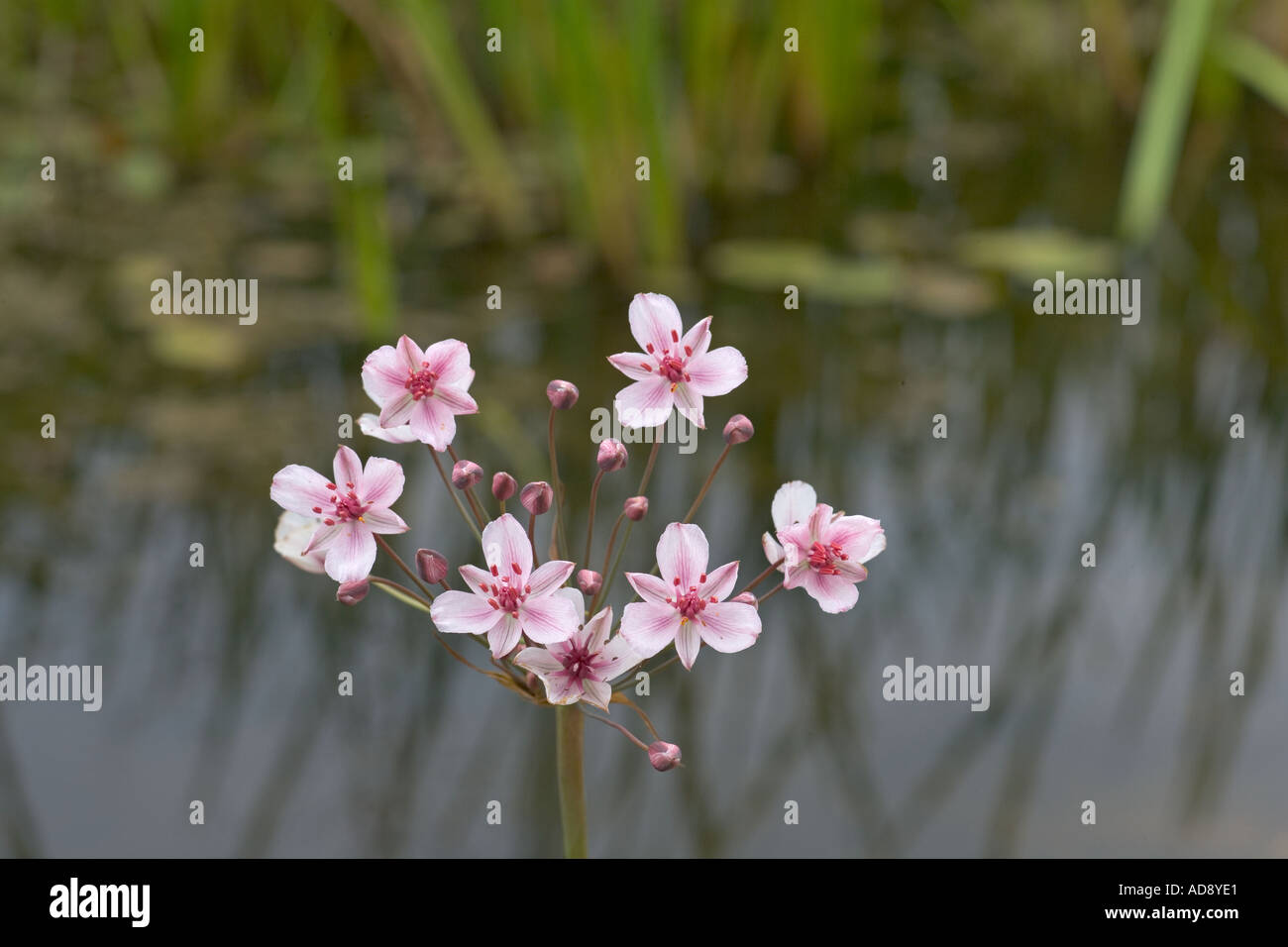 Flowering Rush Butomus umbellatus Closeup Stock Photo - Alamy