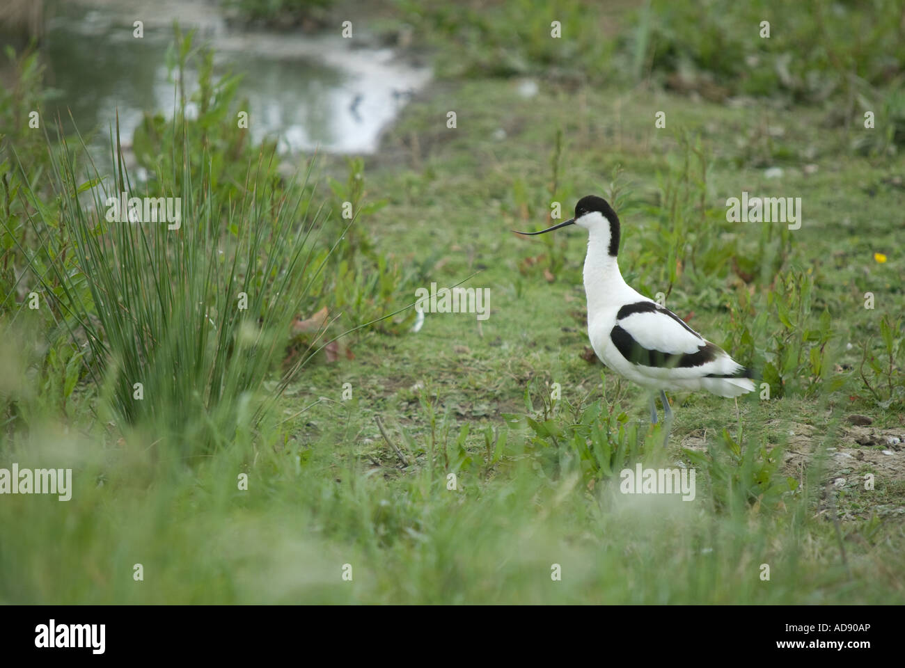 Avocet Recurvirostra avosetta Stock Photo - Alamy