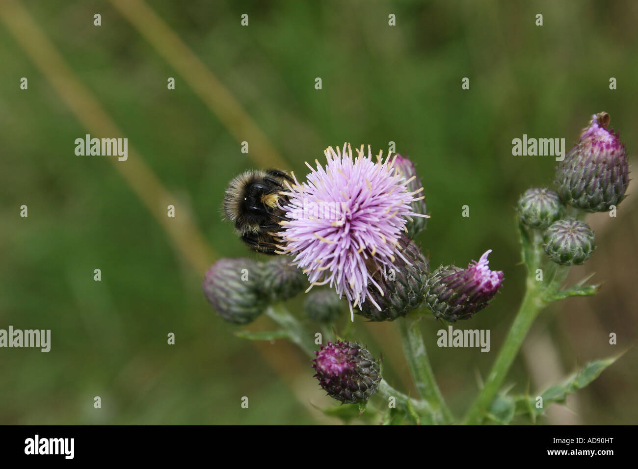 Bee feeding on thistle hi-res stock photography and images - Alamy