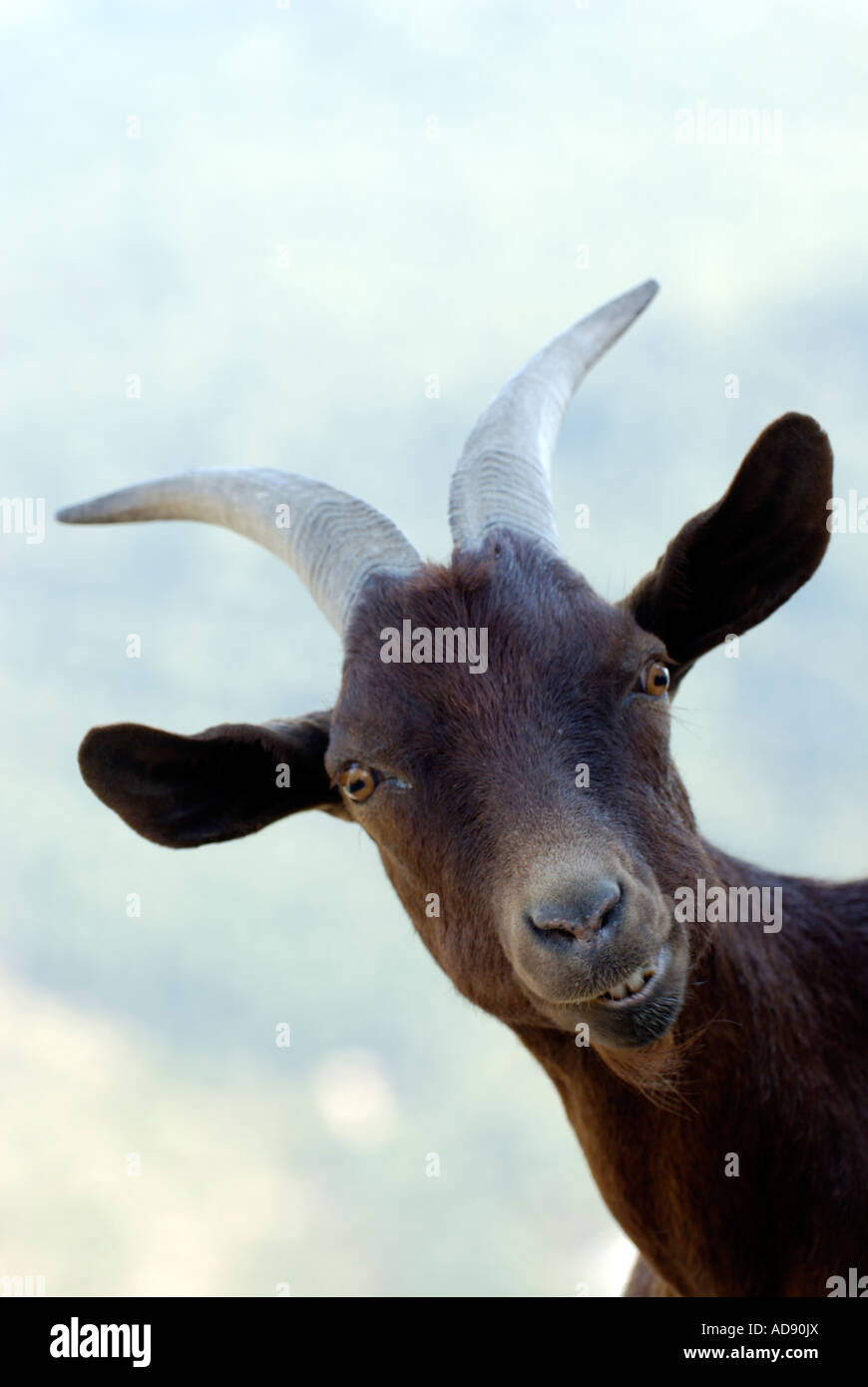a smiling goat Stock Photo - Alamy