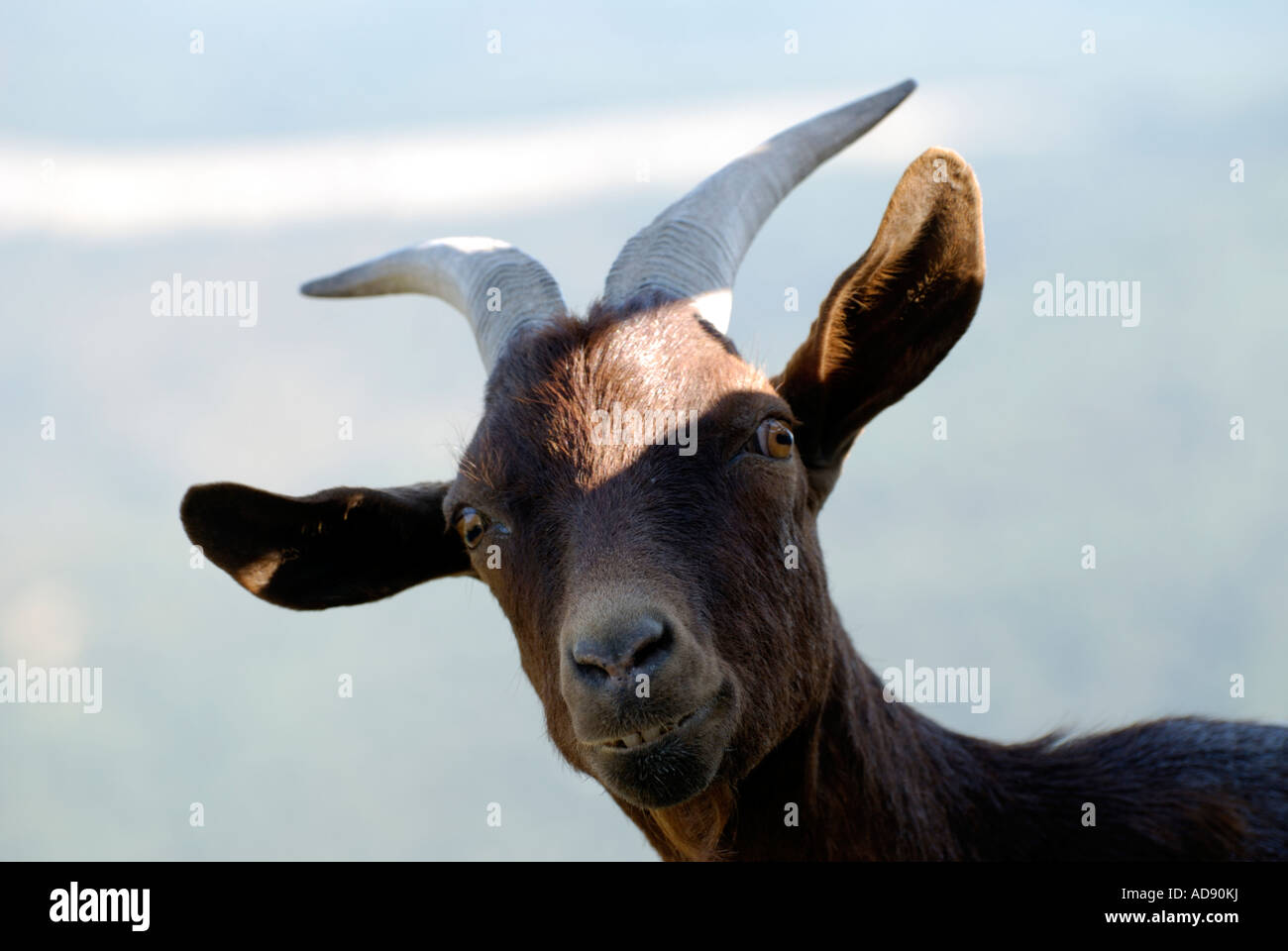 a smiling goat Stock Photo - Alamy