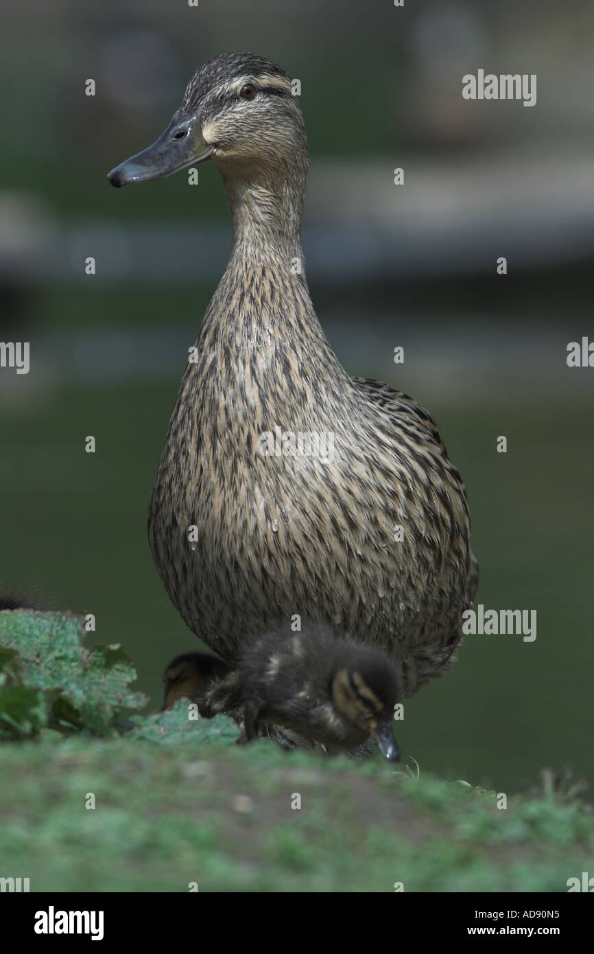 Female mallard duck Anas platyrhynchos with chicks. England Stock Photo ...