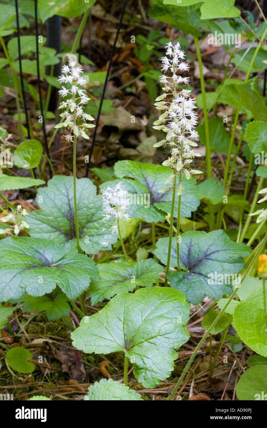 Heart leaf Foamflower Tiarella cordifolia Chapel Hill North United ...