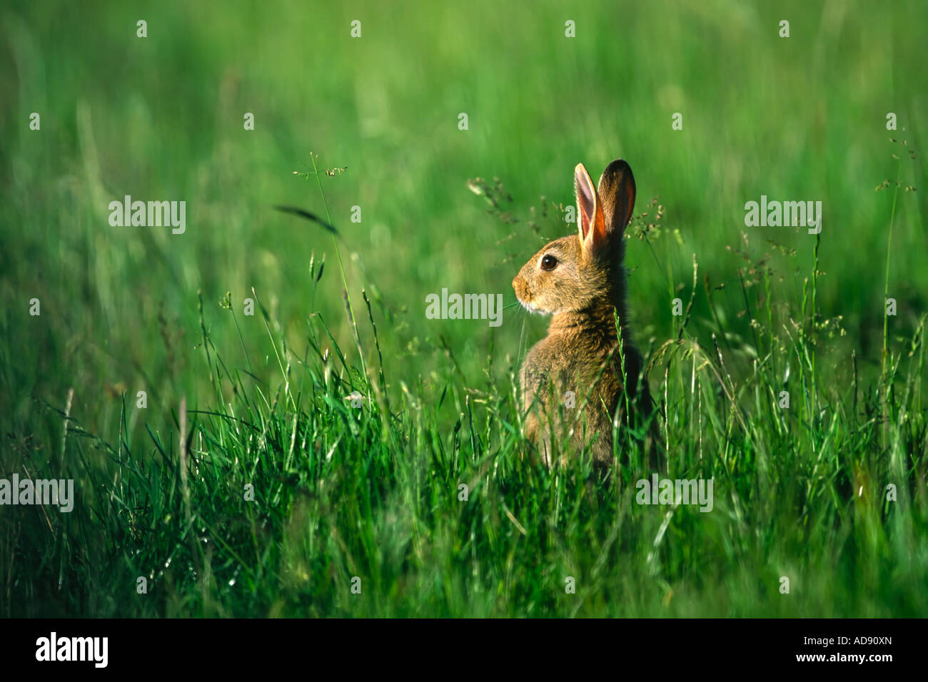 Rabbit Oryctolagus cunicullus standing up in long grass in meadow Stock ...