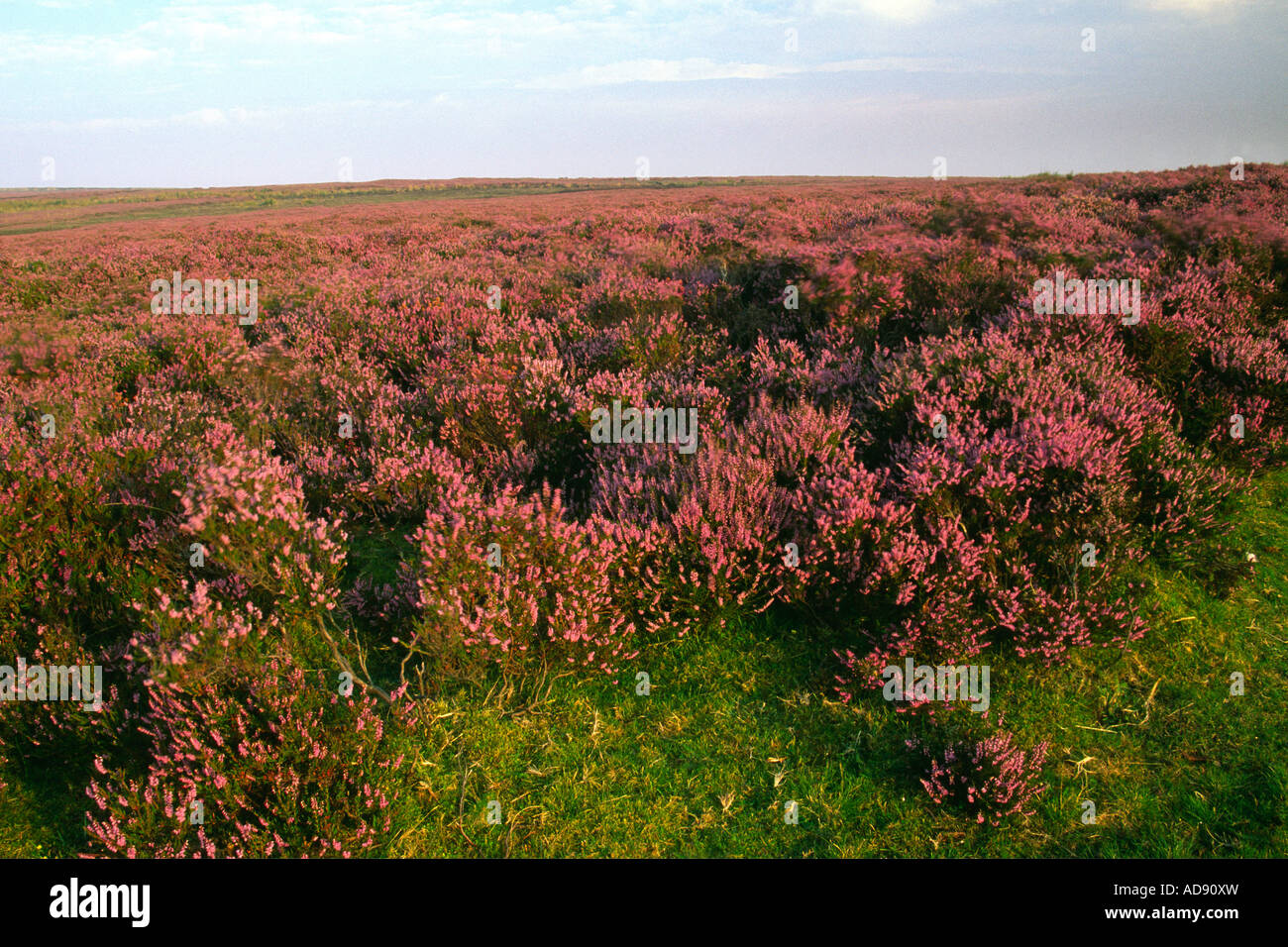 Ling heather Calluna vulgaris in flower in evening light taken in North ...