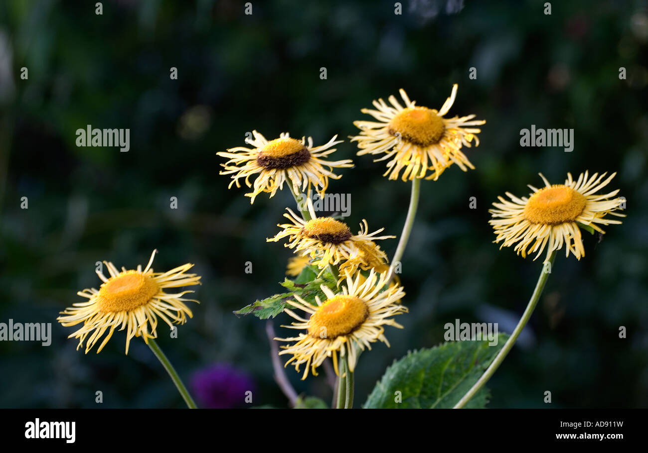 Elecampane (Inula Helenium) a Summer flowering perennial photographed ...