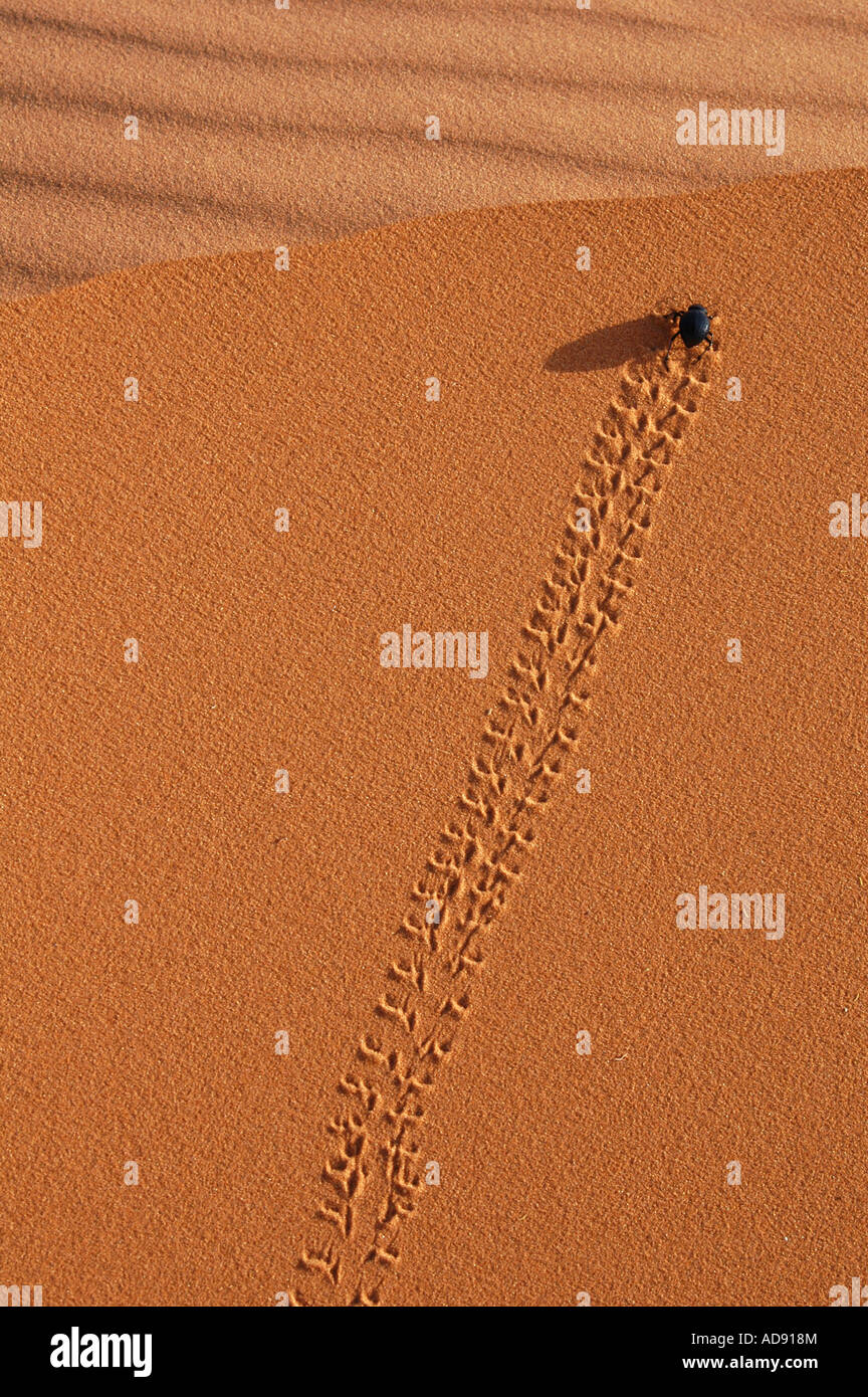 Darkling beetle (Pimelia angulata) running through the Sahara Desert in ...