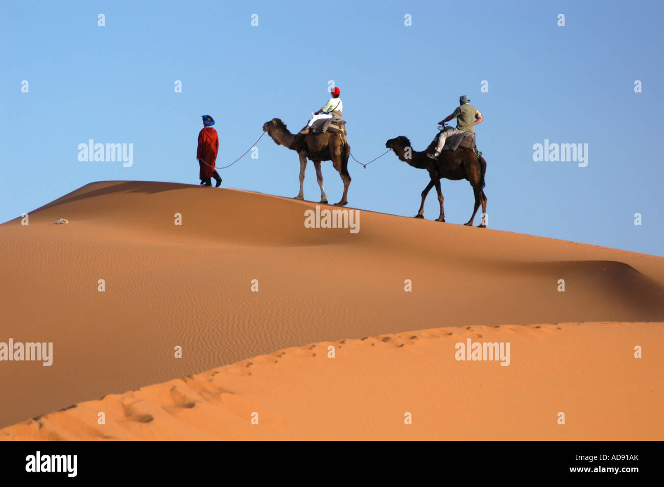 Camel caravan going through the sand dunes of Erg Chebbi in the Sahara Desert, Morocco Stock ...