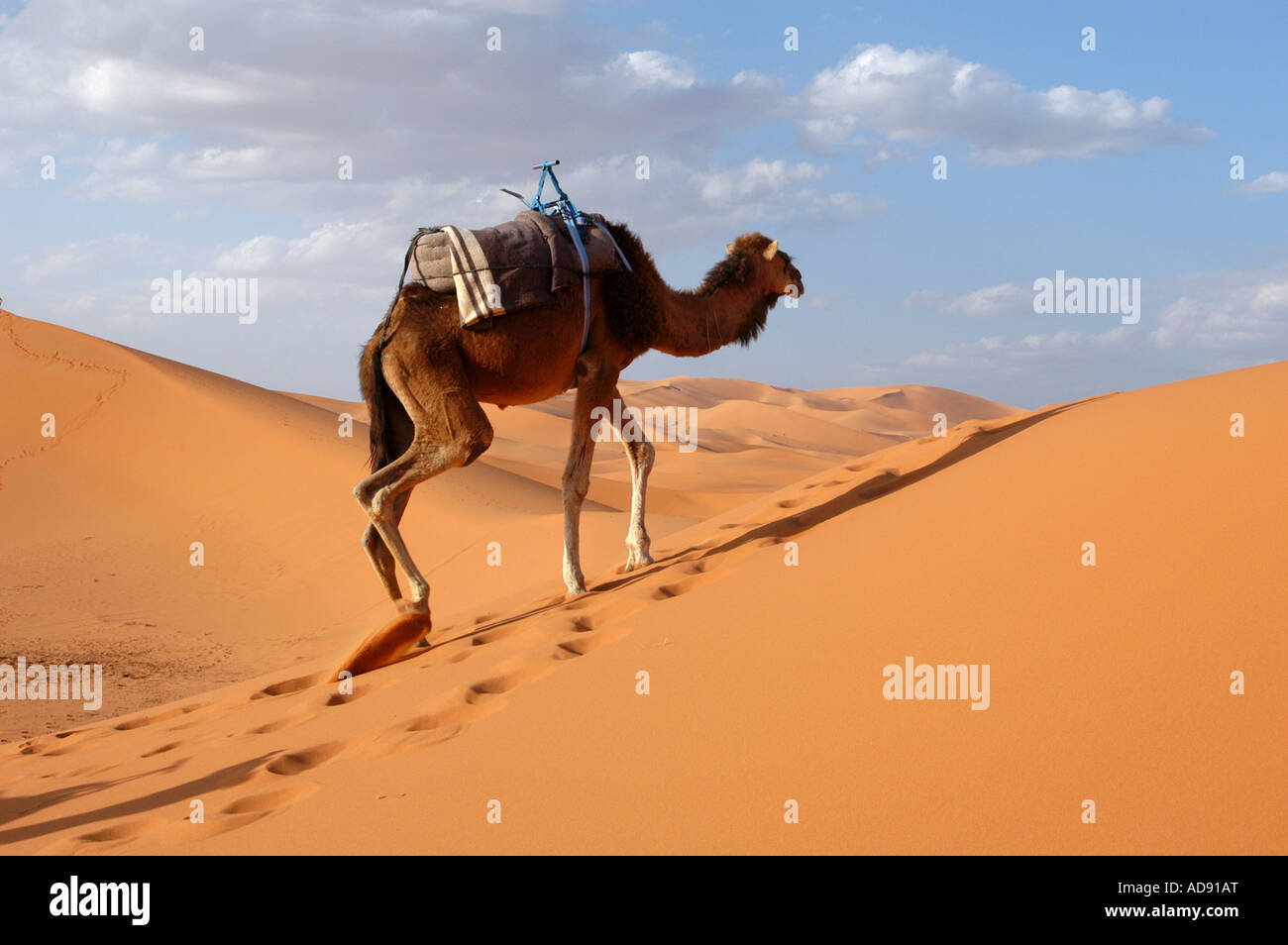 Arabian camel or Dromedary (Camelus dromedarius) aka one-humped camel ...