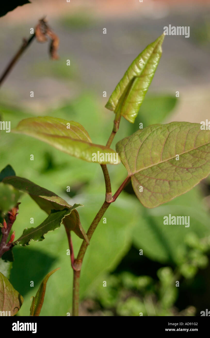 Japanese Knotweed Reynoutria japonica Polygonum cuspidatum Fallopia ...