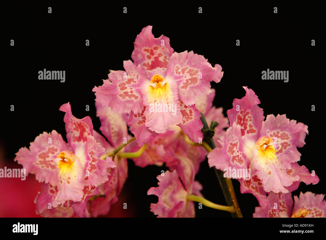 Orchid cluster hi-res stock photography and images - Alamy