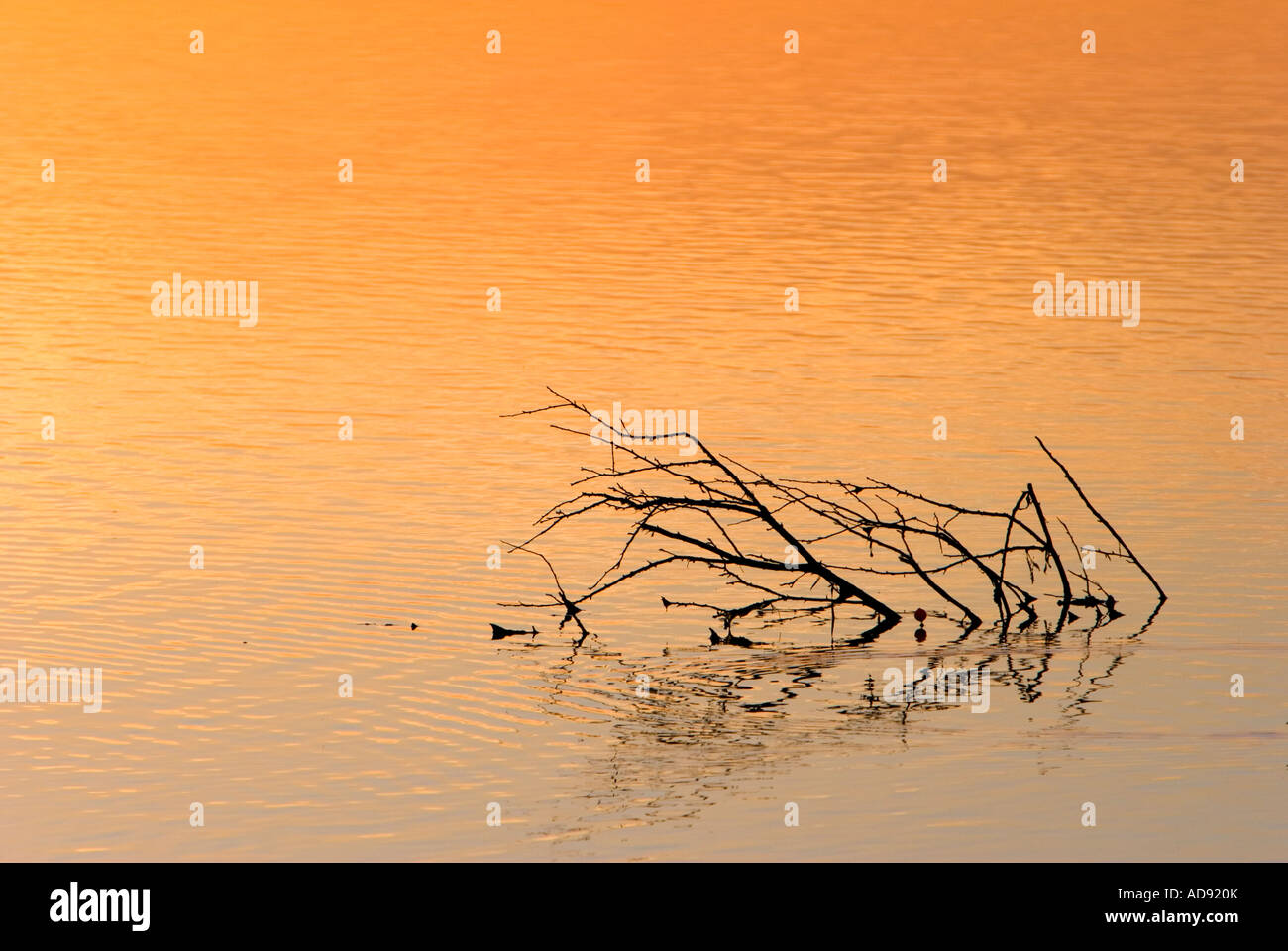 Branches poke up above the water in Holmes Lake in Lincoln, Nebraska ...