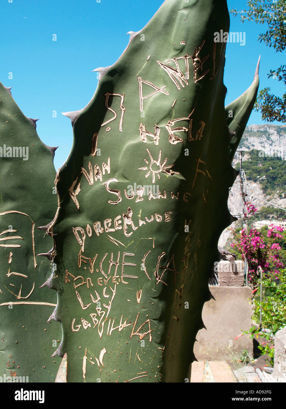 grafitti carved into agave cactus plant Stock Photo - Alamy