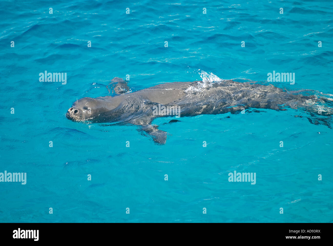 Critically endangered species Mediterranean monk seal, Monachus ...