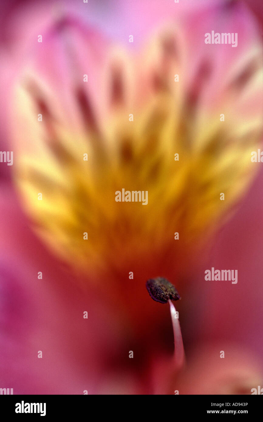 Pink peruvian lilly hi-res stock photography and images - Alamy