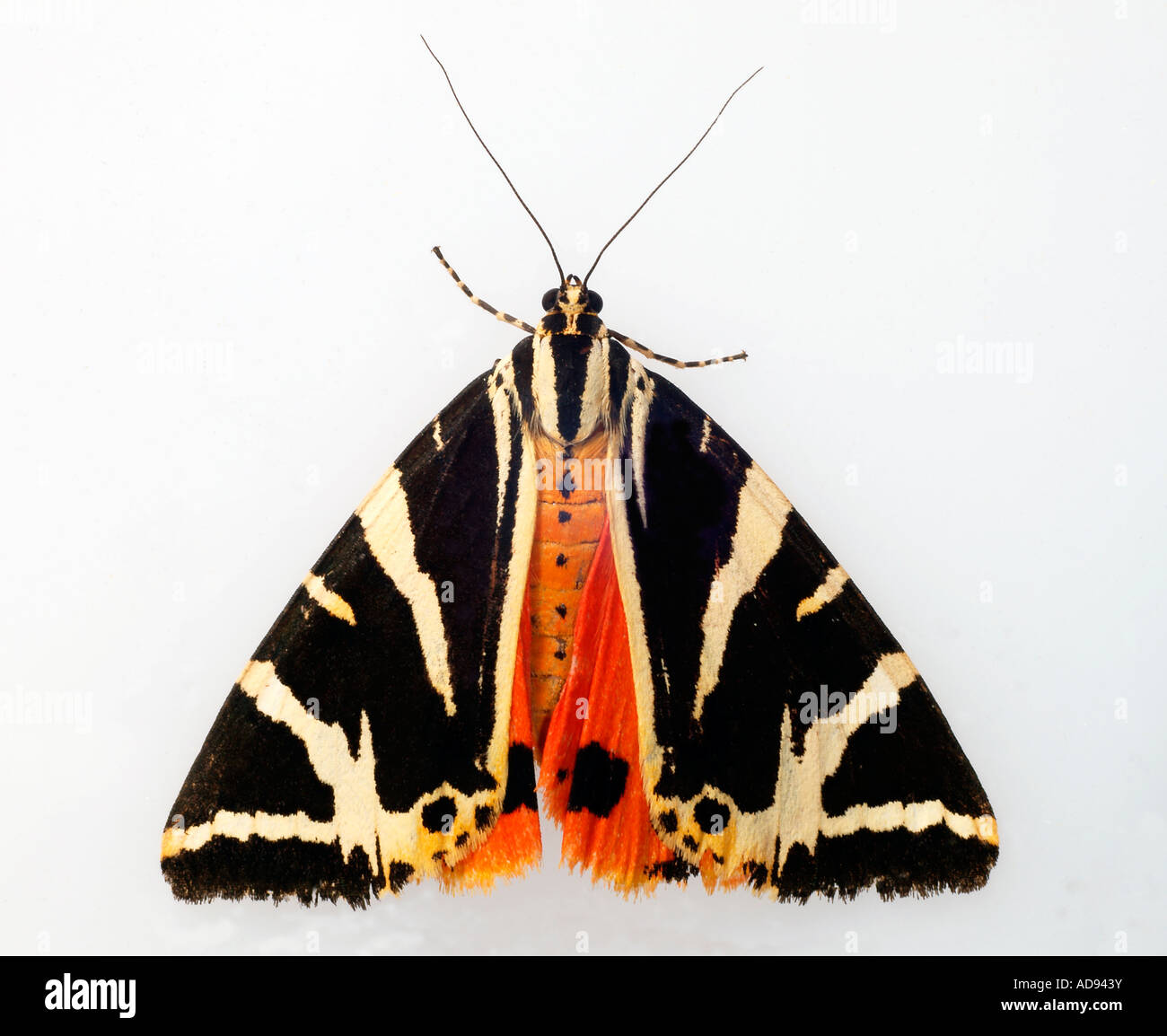 Jersey Tiger Moth Stock Photo - Alamy