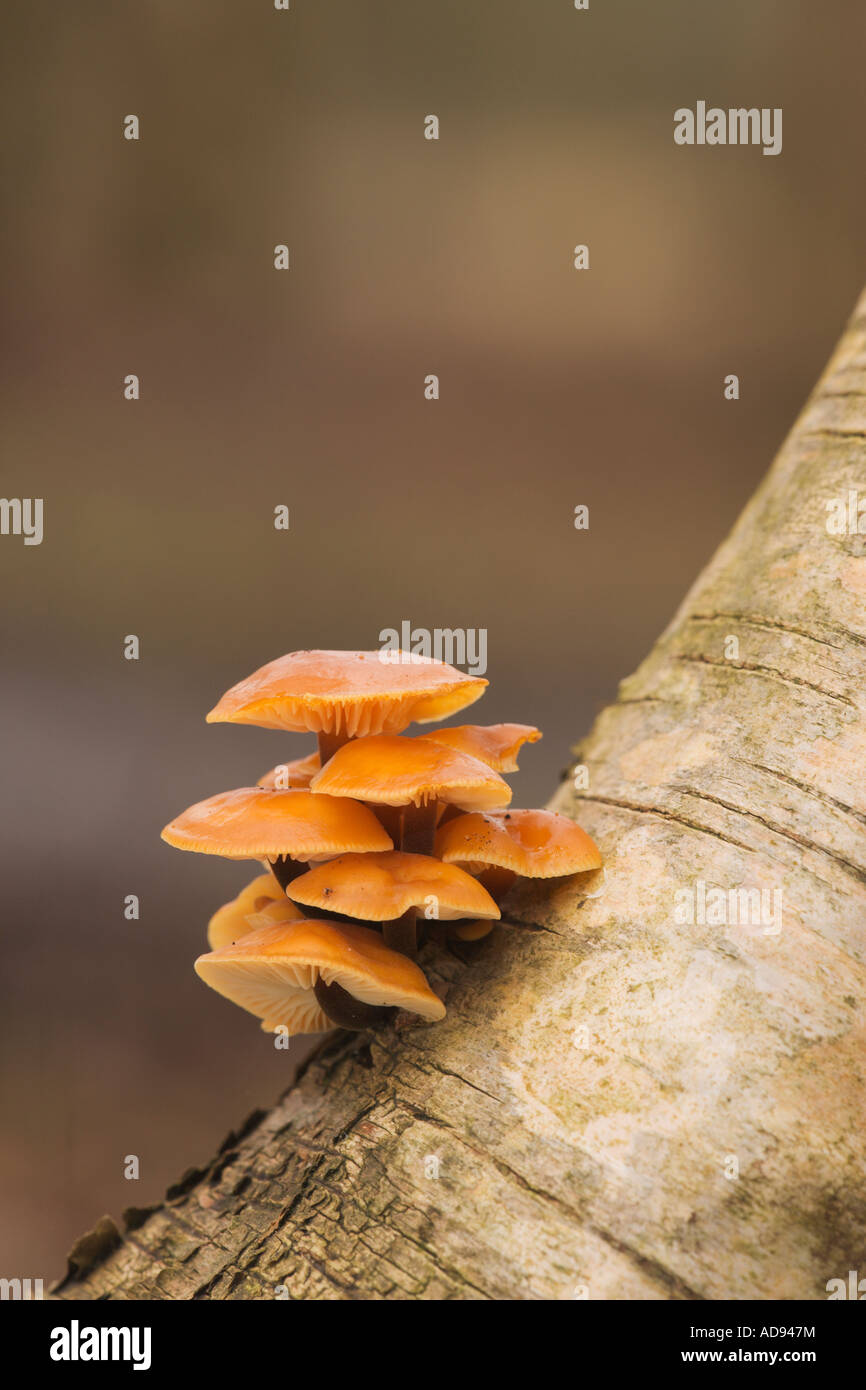 Velvet shank fungus Flammulina velutipes on birch Skipwith Common North ...