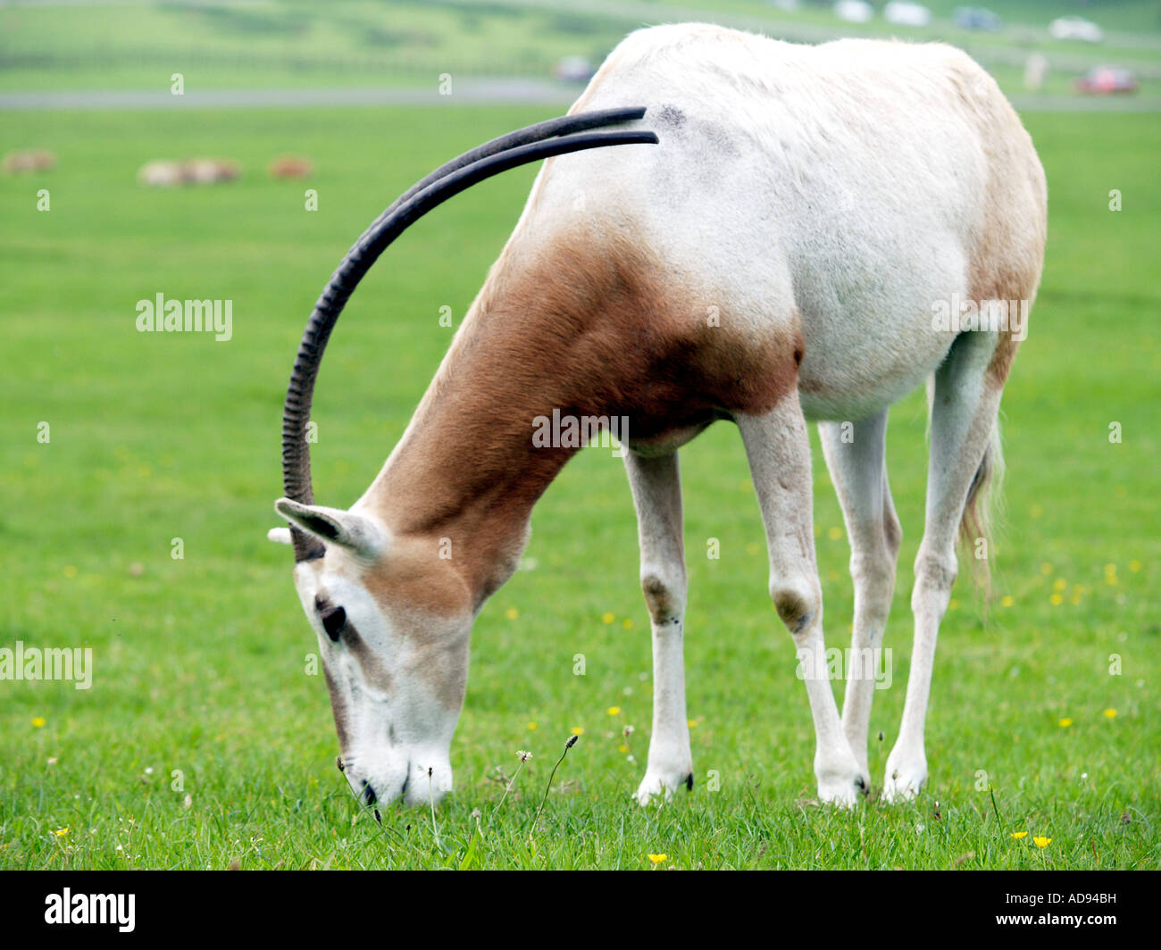 Scimitar horned oryx horns hi-res stock photography and images - Alamy
