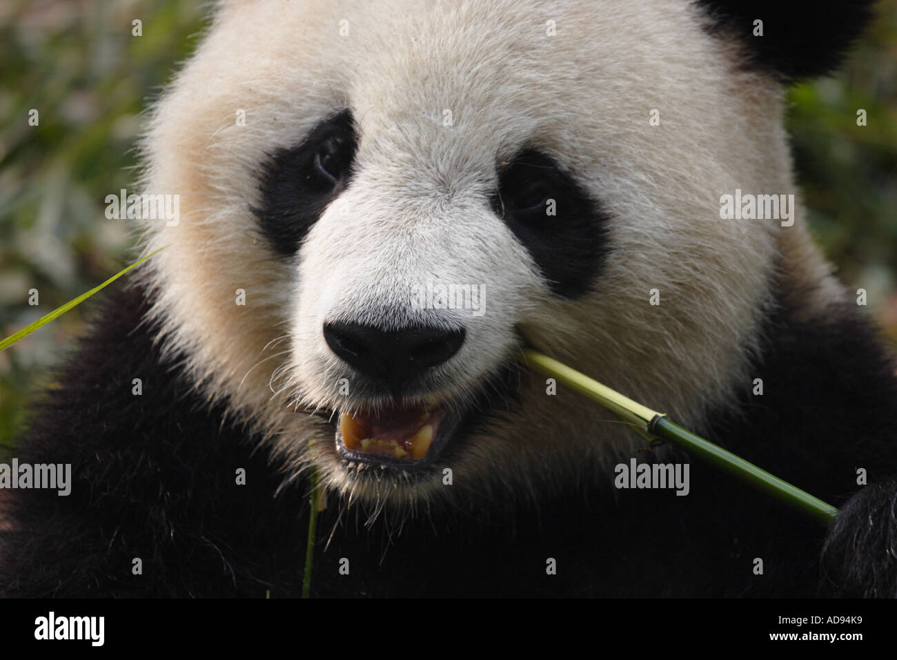 China giant panda hi-res stock photography and images - Alamy