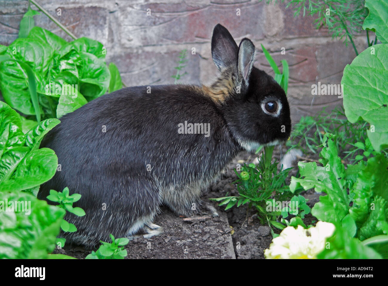 Rabbit patch hi-res stock photography and images - Alamy