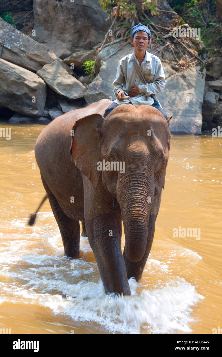 Elephant and rider wade in a river, Chiang Mai, Thailand Stock Photo ...