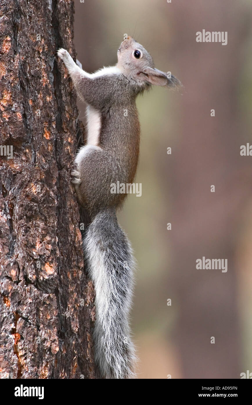 Sciurus aberti hi-res stock photography and images - Alamy