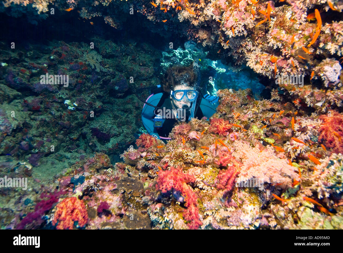 scuba diver with colourful coral reef in the Red Sea Stock Photo - Alamy