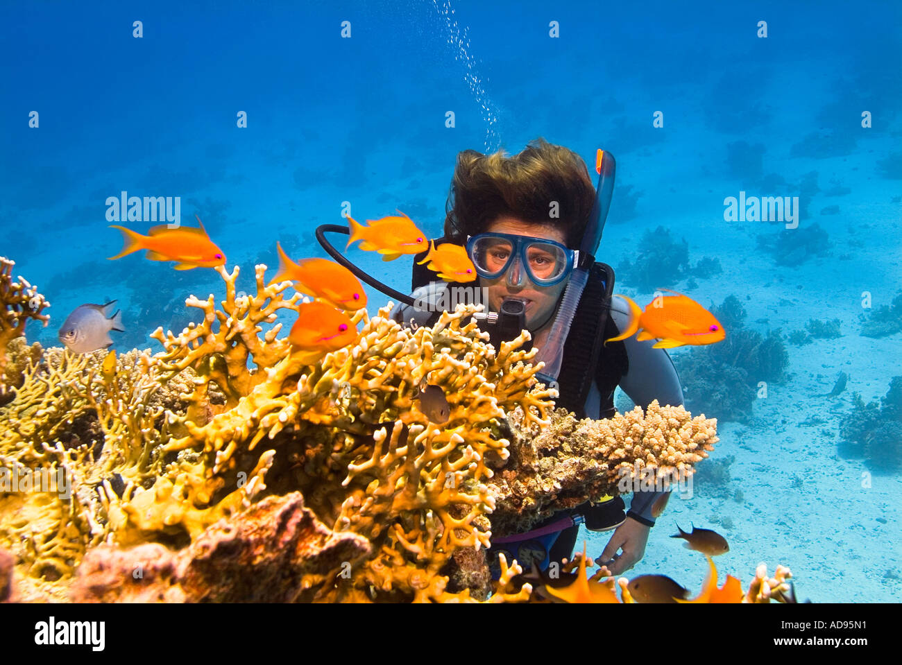 Scuba diver in Red Sea watching fish near coral reef Stock Photo - Alamy