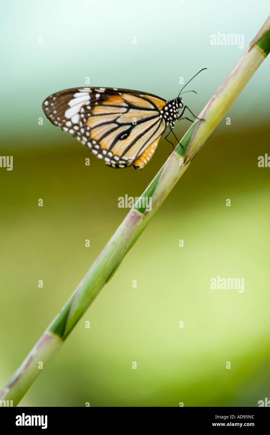 Butterfly on bamboo hi-res stock photography and images - Alamy