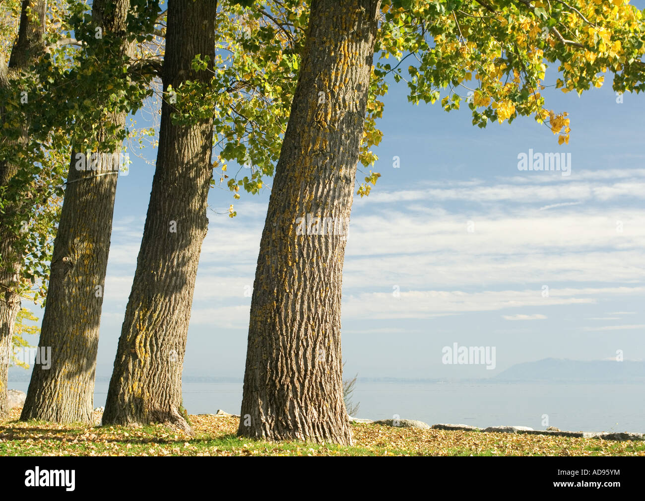Switzerland trees overlooking lake hi-res stock photography and images ...