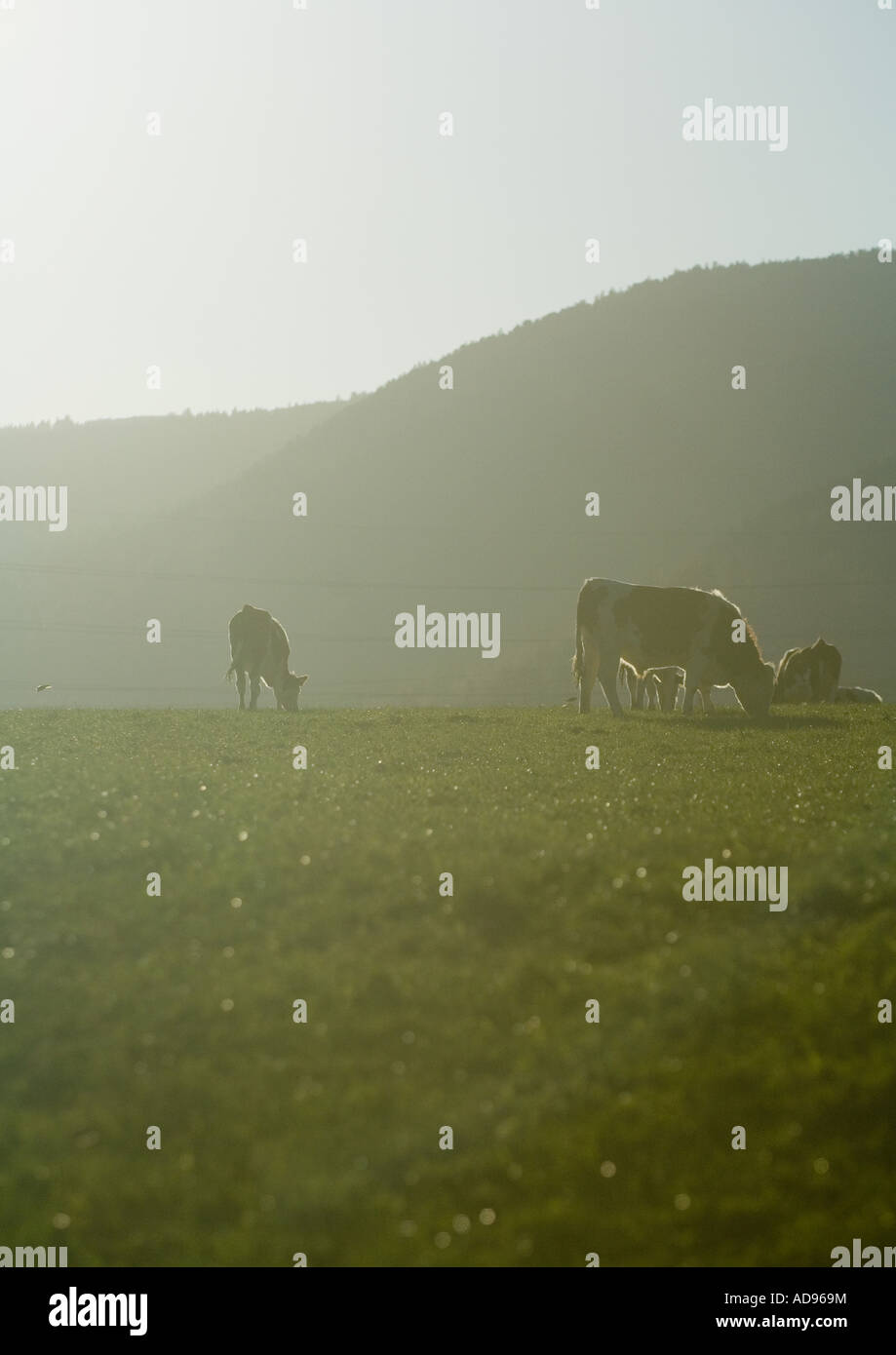 Pasture hills cows field grazing landscape cattle hi-res stock ...