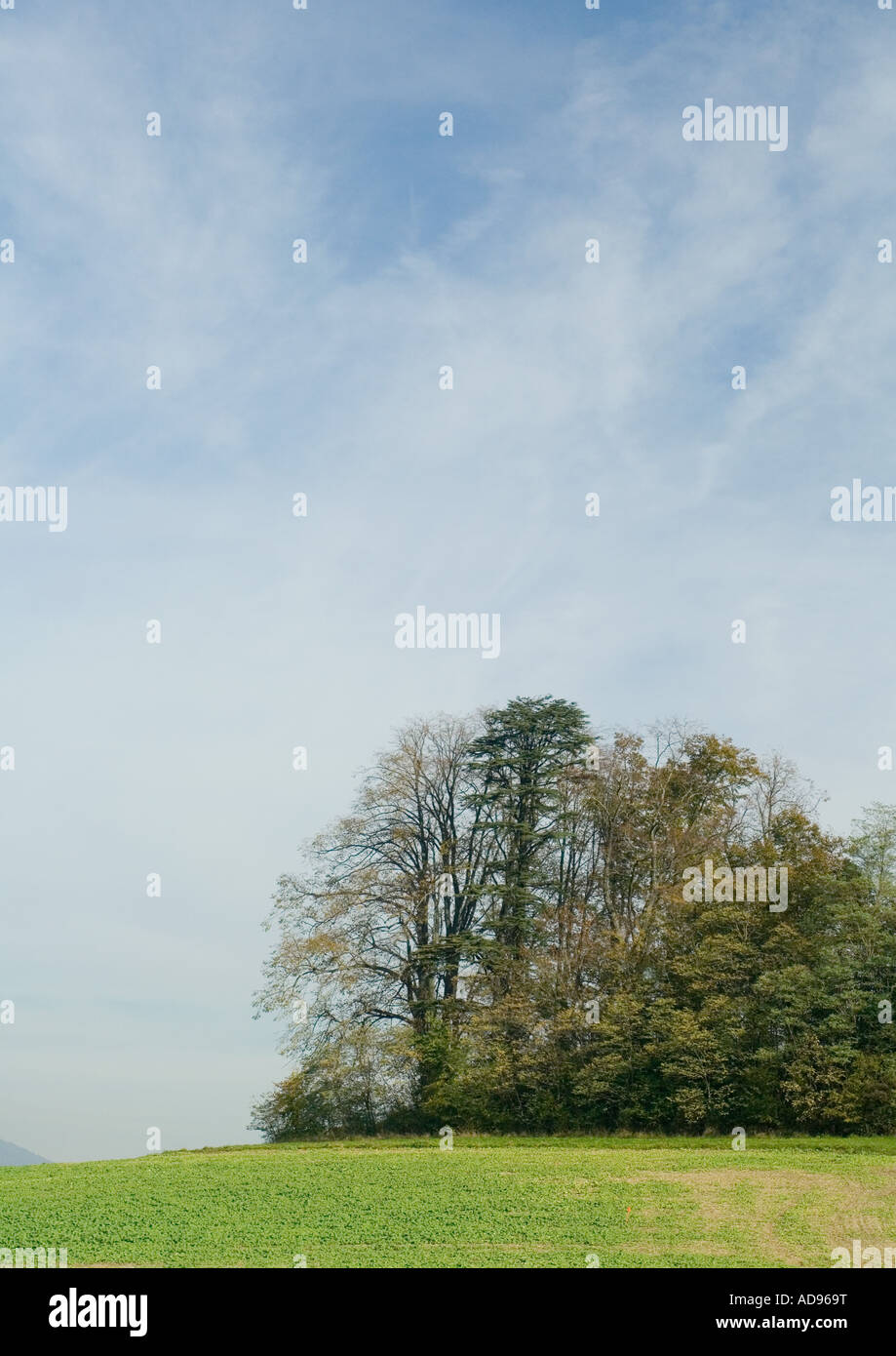 Landscape with field and trees Stock Photo - Alamy