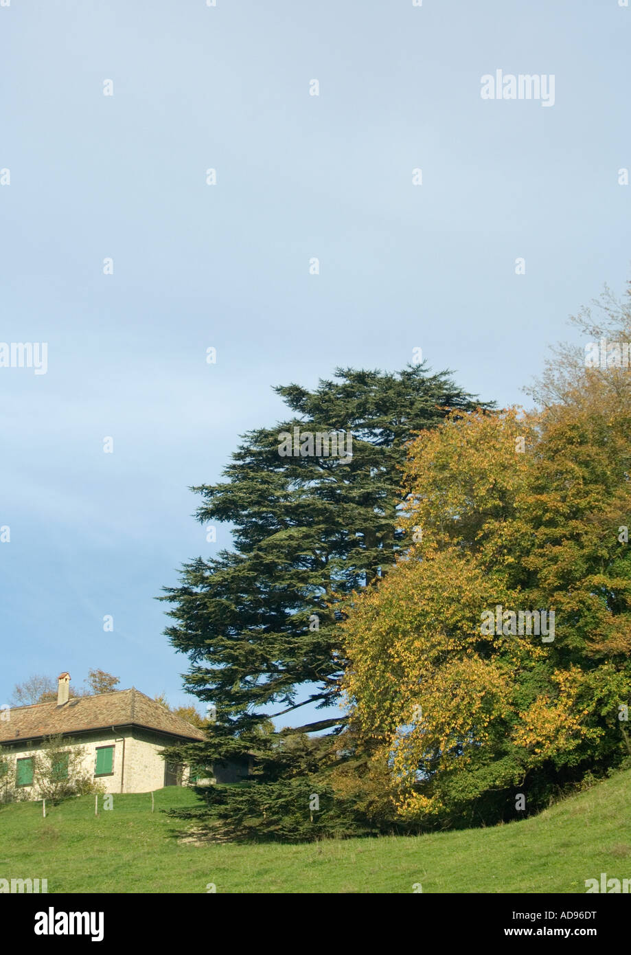 House and trees Stock Photo - Alamy