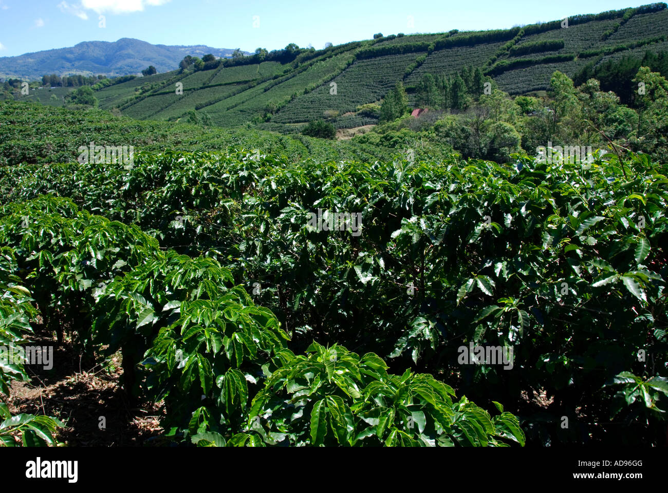 Coffee plantations near Poas volcano. Central Valley. Costa Rica ...
