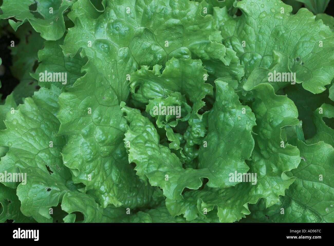 Lettuce growing in back garden vegetable plot. England Stock Photo - Alamy