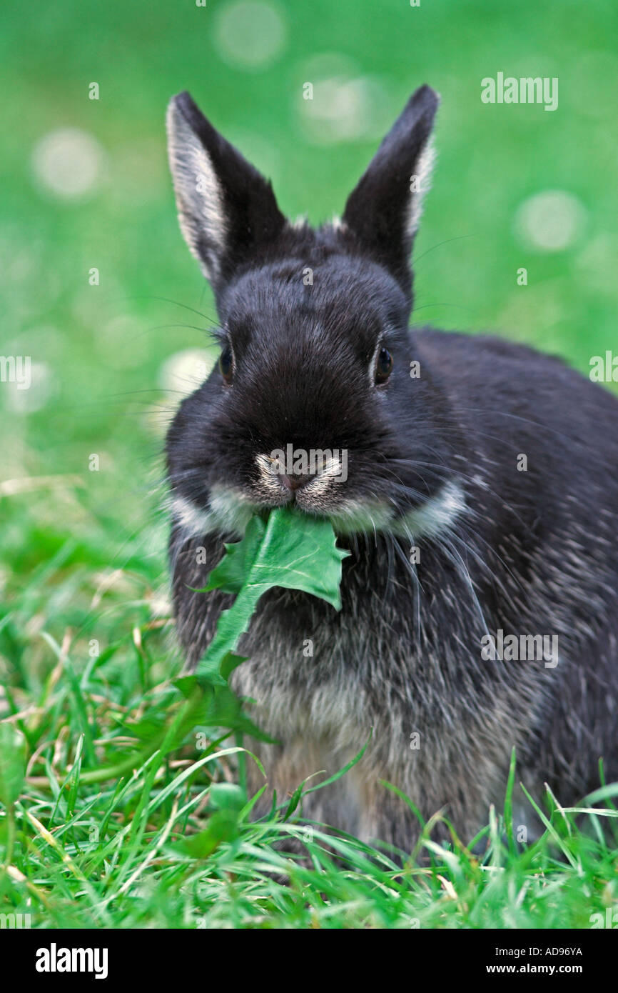 Netherland dwarf rabbit hi-res stock photography and images - Alamy