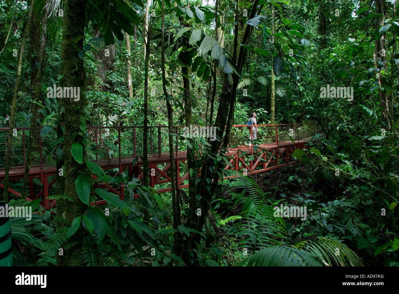 Rain forest protected area, close to Arenal Volcano National Park ...