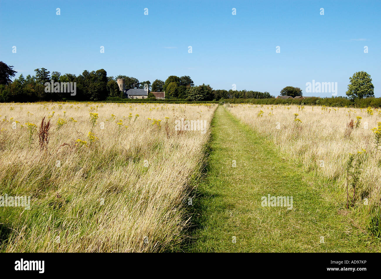 Countryside footpath across field towards church Stock Photo - Alamy