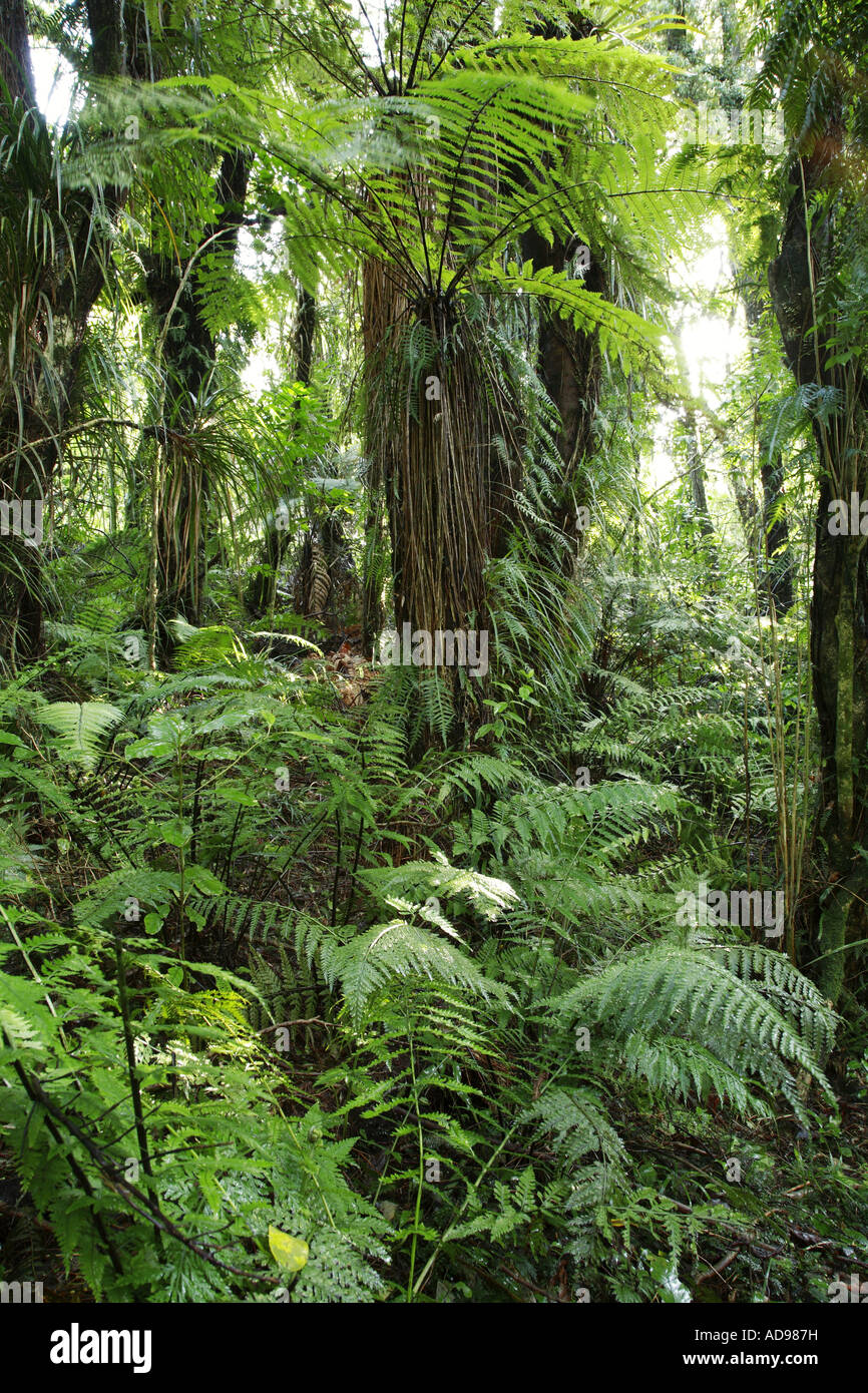 New Zealand forest Stock Photo - Alamy