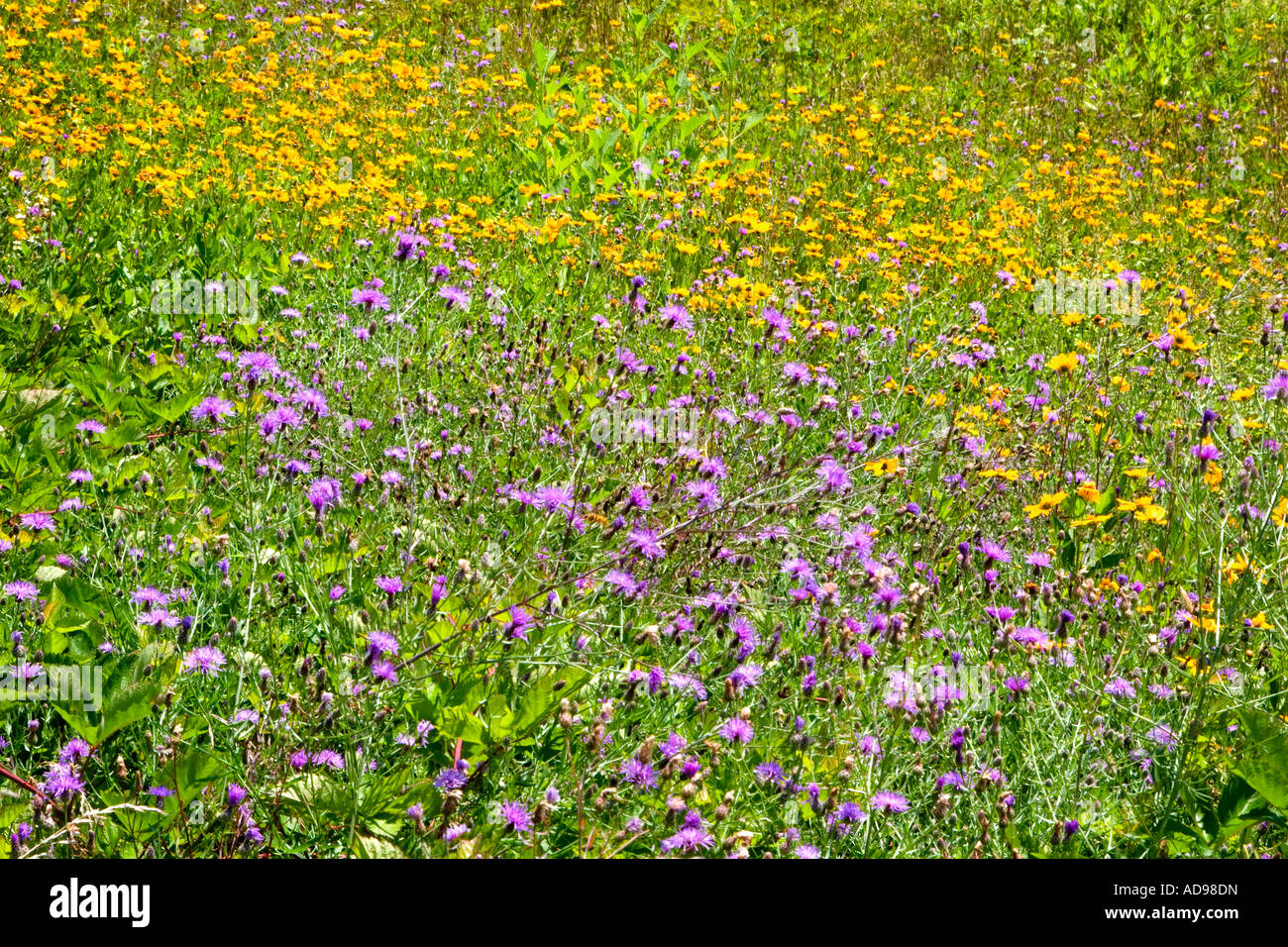 beautiful field of wild flowers Stock Photo - Alamy