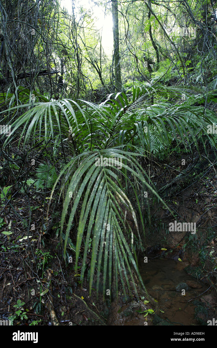 Dense jungle hi-res stock photography and images - Alamy