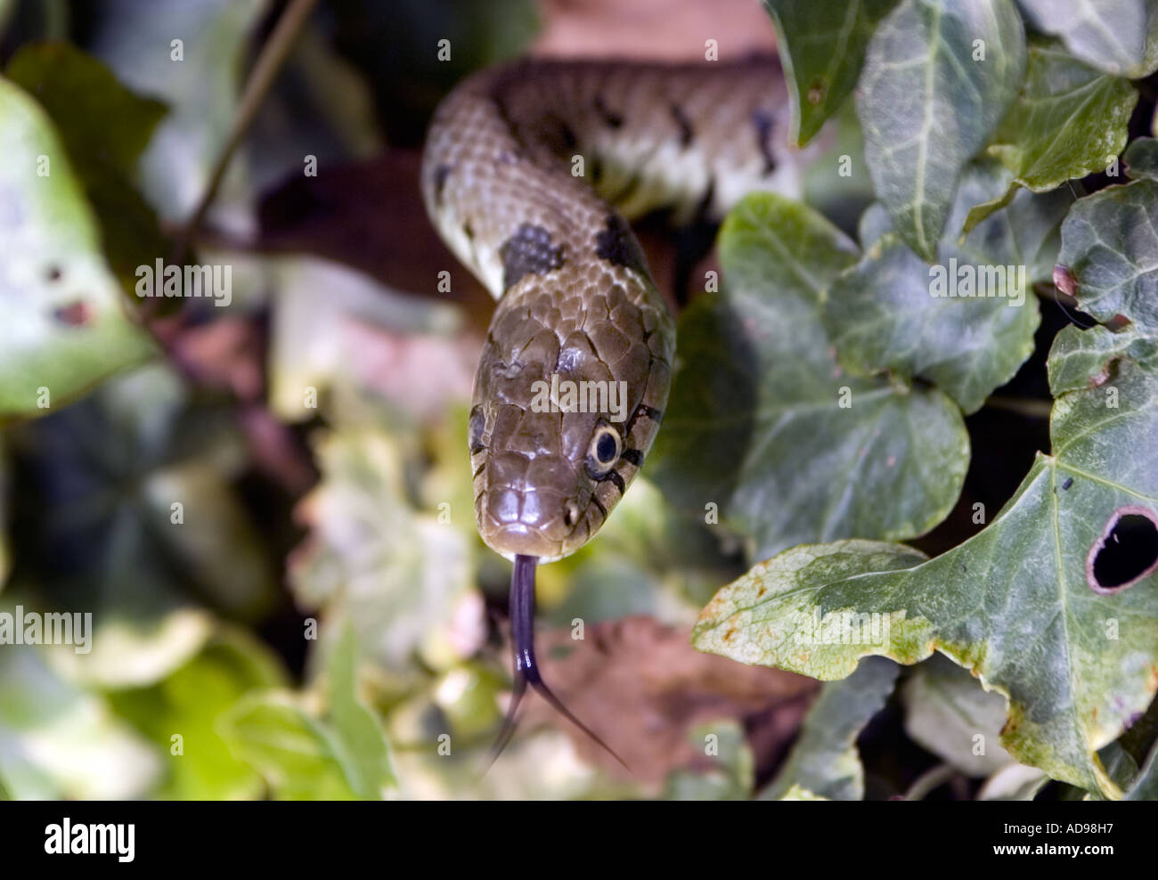 British Grass snake emerging from ivy-covered garden fence in Upper ...