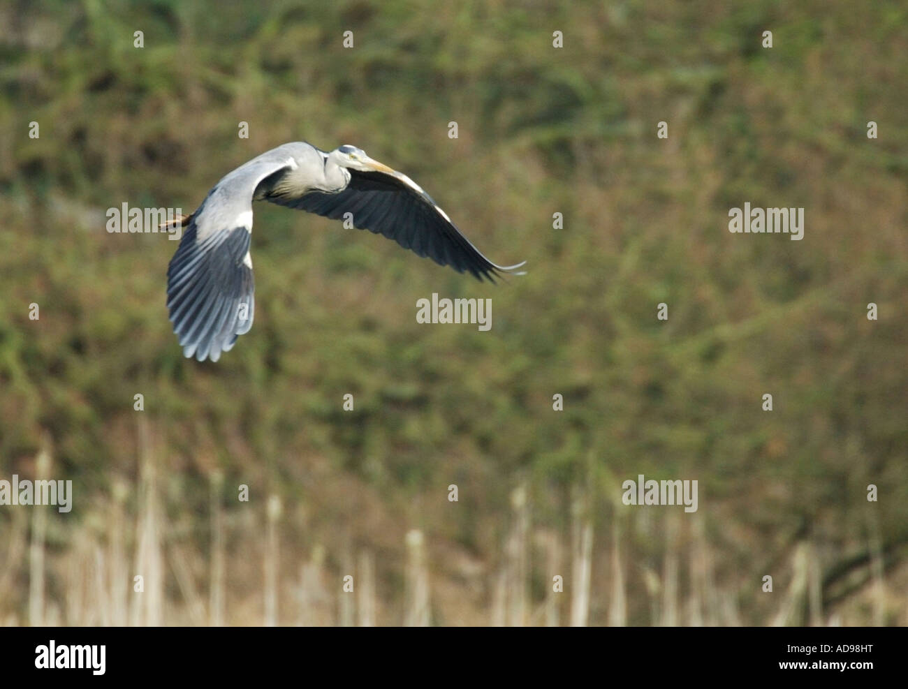 Grey Heron in flight Stock Photo - Alamy