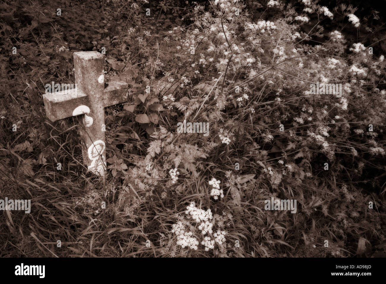 Grave weed hi-res stock photography and images - Alamy